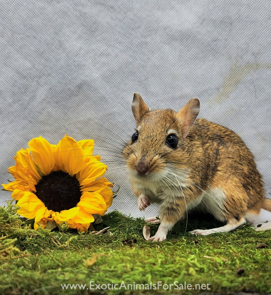Persian jirds (Meriones persicus) for Sale