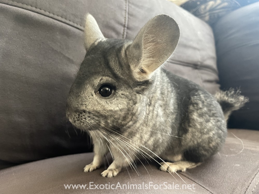 8 Month Old Standard Grey Male Chinchilla for Sale