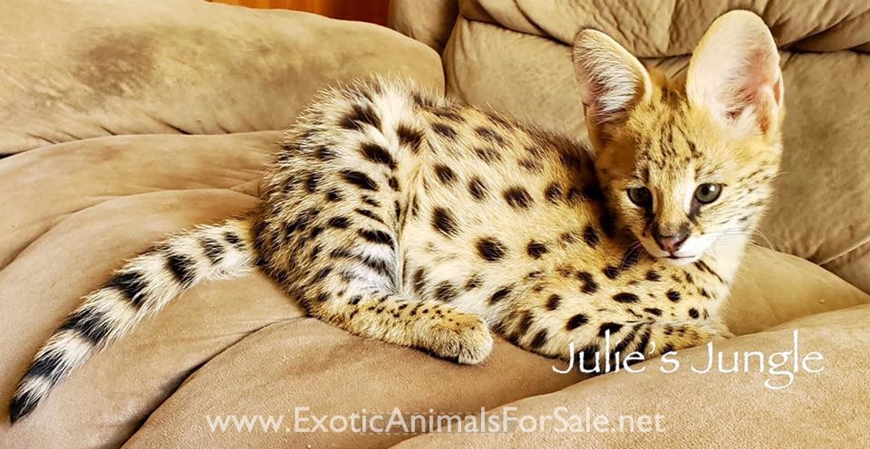 Serval Kittens Ready to go home for Sale