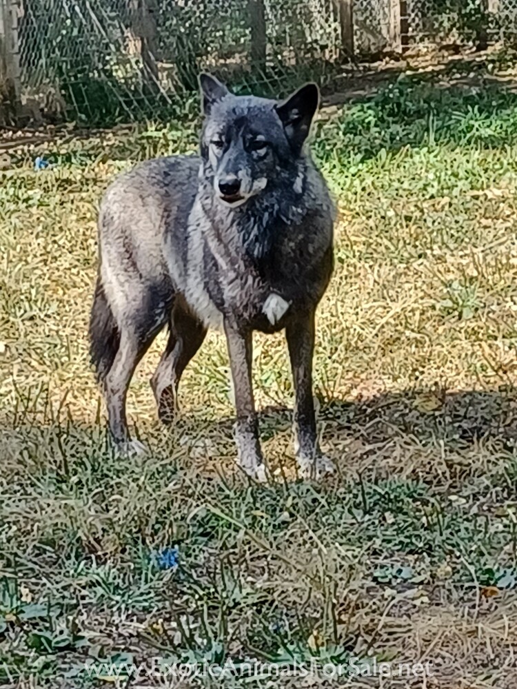 UPPER-MID CONTENT WOLF-DOG PUPPIES for Sale