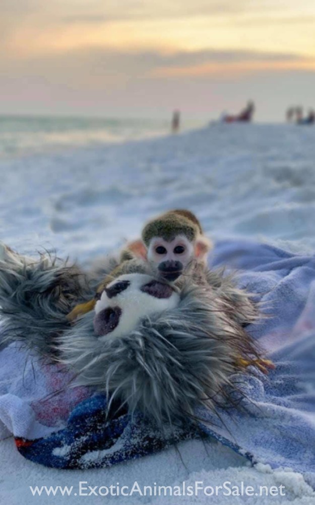 Monkeys For Sale