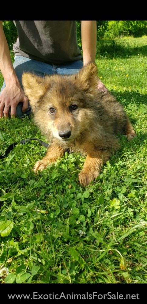 Wolf Hybrid Puppies for Sale