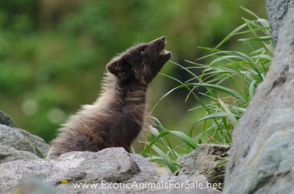 I would buy an arctic fox with long hairs and mostly short fur for Sale