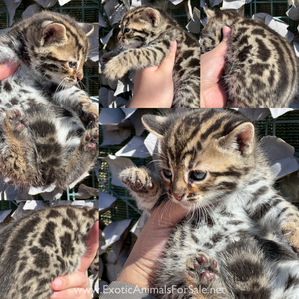 Asian leopard cat hybrids bengals f1 for Sale