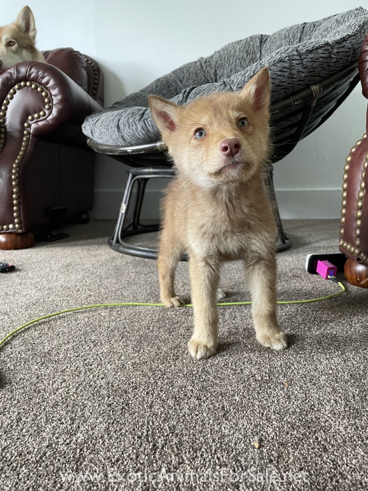 Liver wolfdogs for Sale