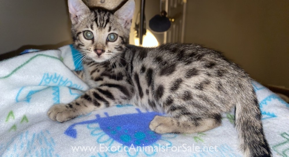 Bengal Cat For Sale