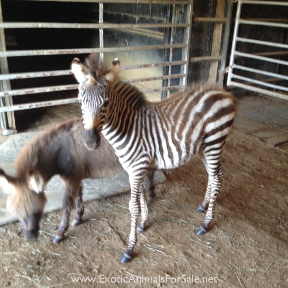 Grant Zebra male for Sale