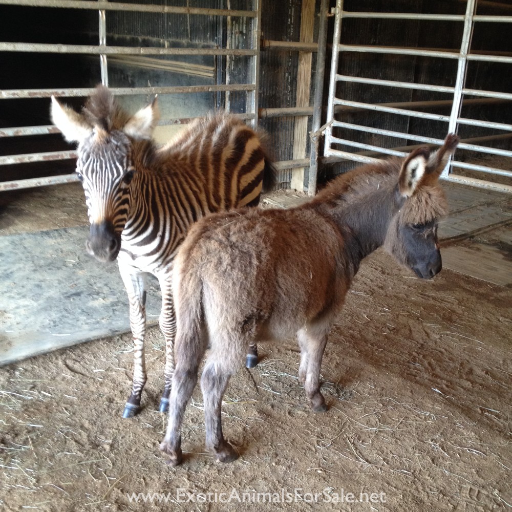 Grant Zebra male for Sale