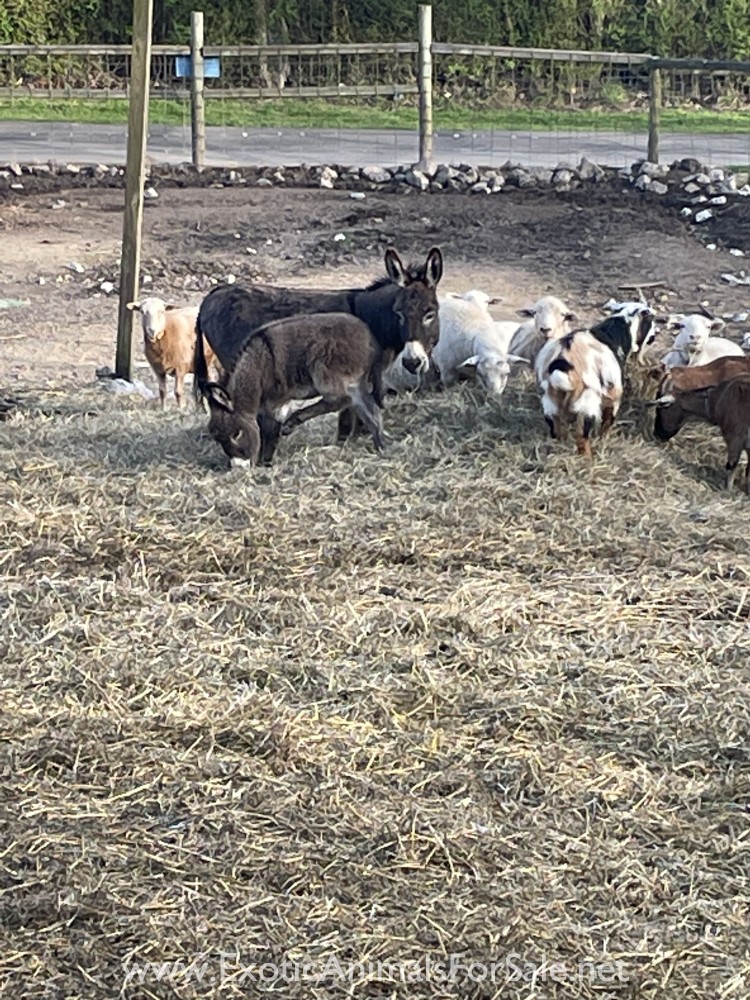 Mini zebu highlander mini donkeys for Sale