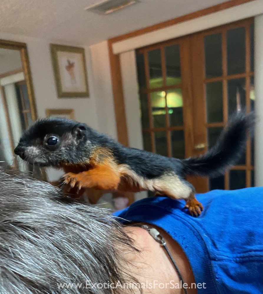 Prevost’s Squirrel babies for Sale