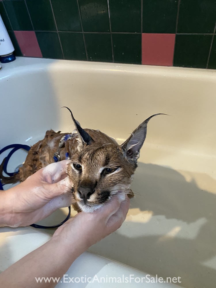 10 month male Caracal for Sale