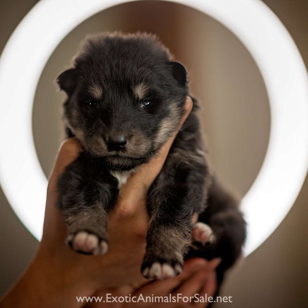 LOW CONTENT WOLFDOG PUPPIES for Sale