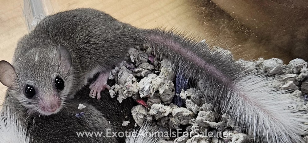 Pygmy Squirrels / African Dormice! for Sale