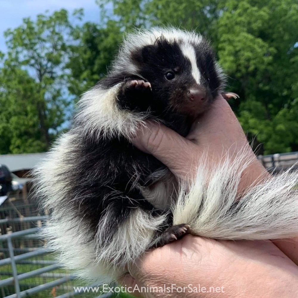Skunk for Sale