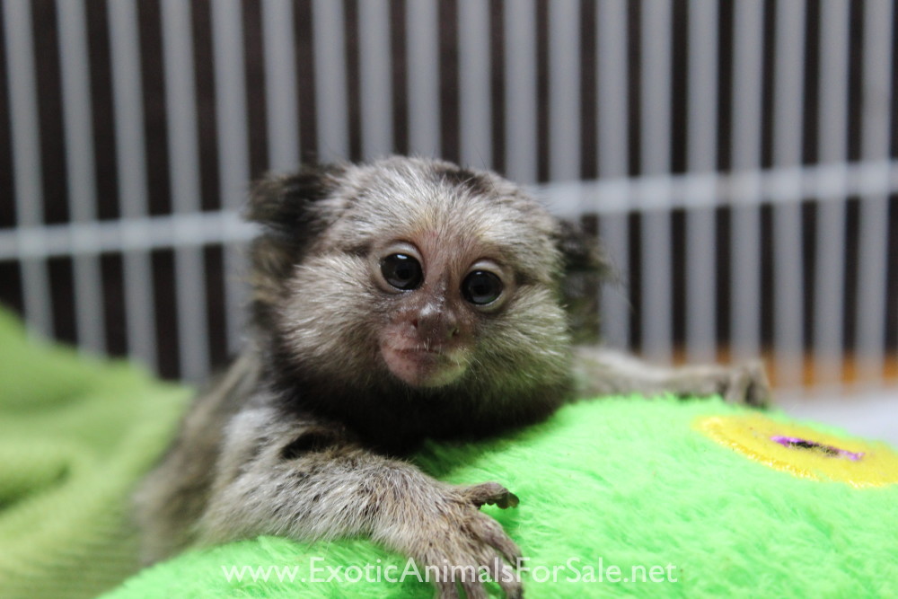 MARMOSET FOR SALE, POCKET MONKEY, AKA FINGER MONKEY. FINANCING ...