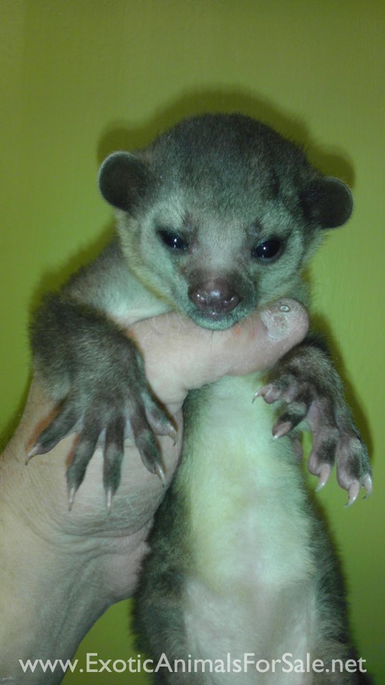 Kinkajous For Sale