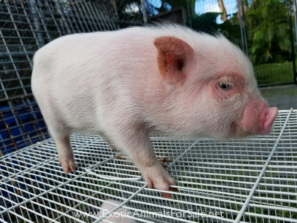 BABY MINI PIGS AVAILABLE !! SUPER TAME. CLEAN, FED ORGANIC FOOD ...