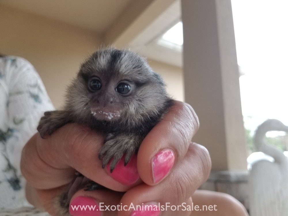 MARMOSETS (AKA POCKET MONKEY AVAILABLE !!) FINANCING AVAILABLE ...