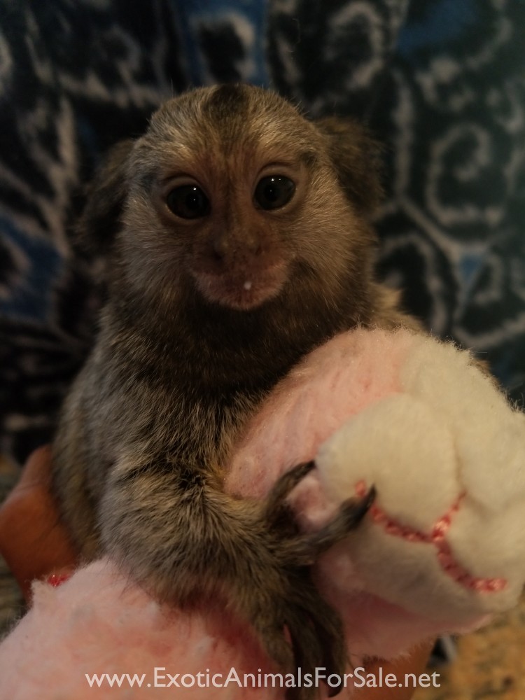 POCKET MONKEY AVAILABLE !! BABY MARMOSET. FINANCING AVAILABLE, DELIVERY ...