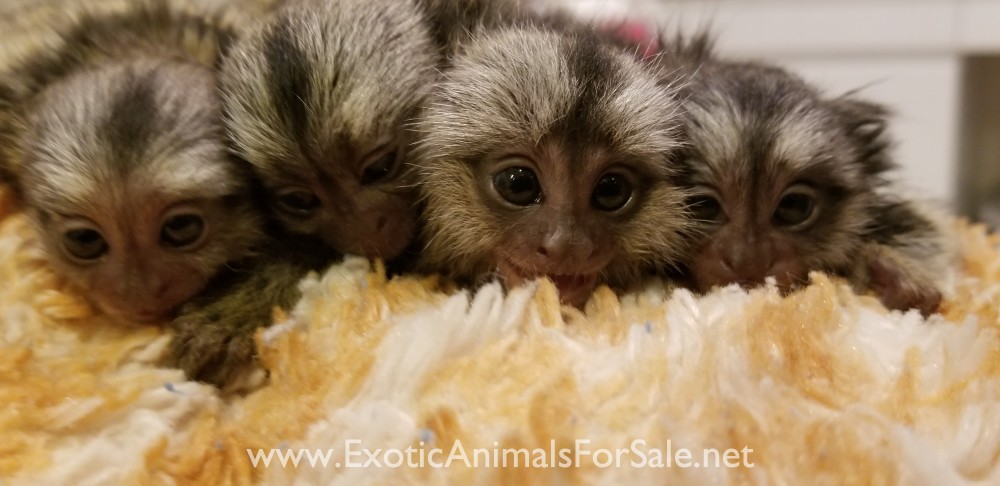 MONKEYS FOR SALE, POCKET MONKEY, AKA FINGER MONKEY. FINANCING AVAILABLE ...