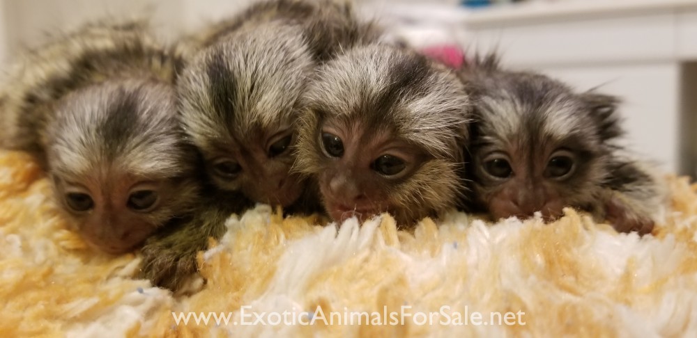 MARMOSET FOR SALE, POCKET MONKEY, AKA FINGER MONKEY. FINANCING ...