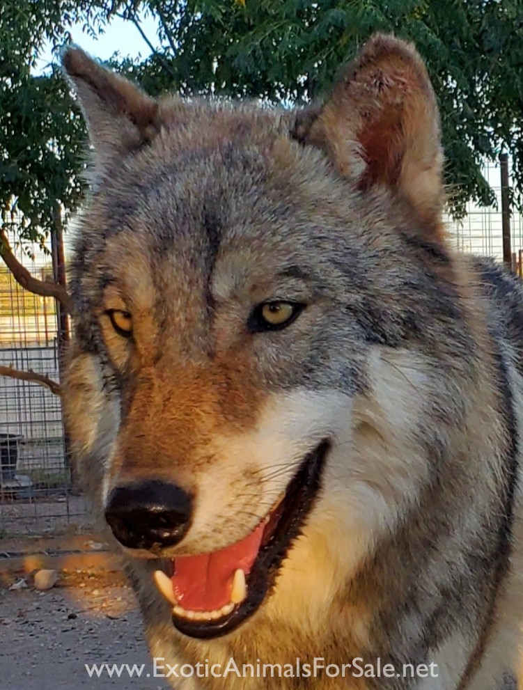 2023 High Content Wolfdog Pups for Sale