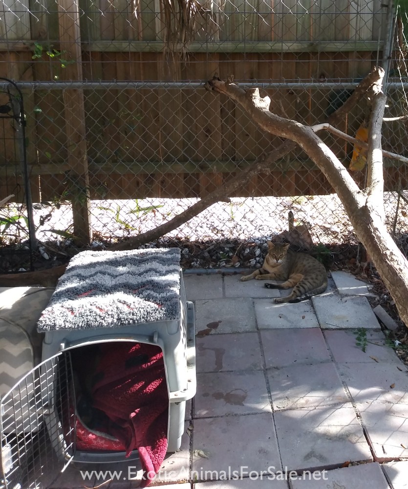 F-1 Chausie, Jungle Cat Hybrid F for Sale