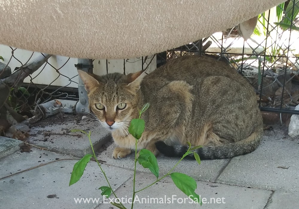 F-1 Chausie, Jungle Cat Hybrid F for Sale