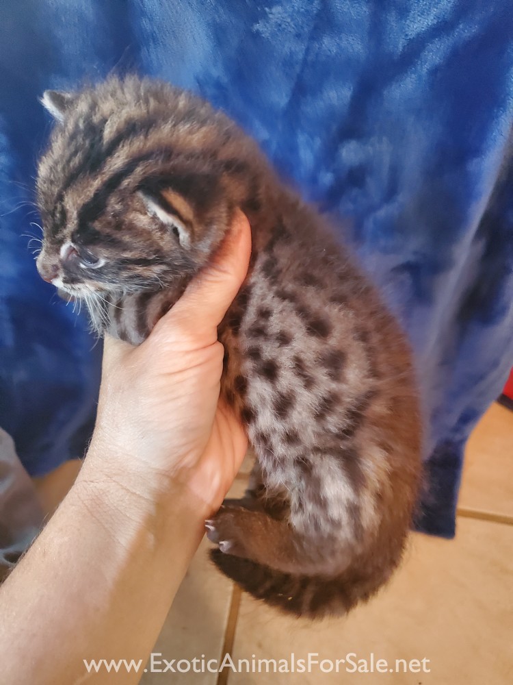 Fishing cat kitten male for Sale