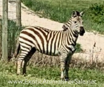 Zebras For Sale