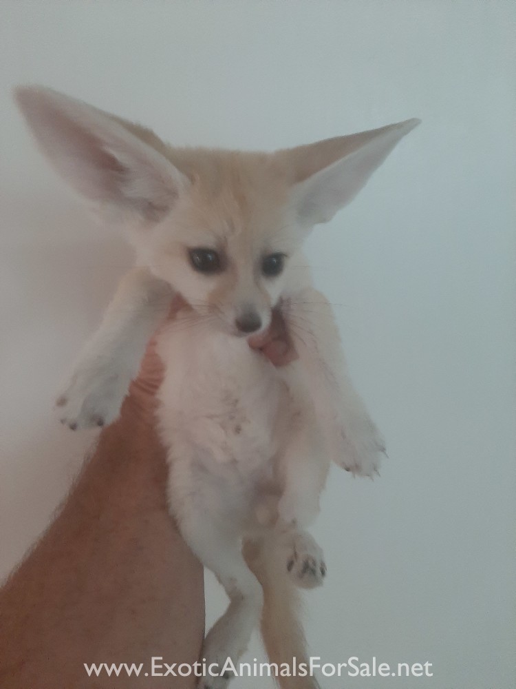Fennec Fox for Sale