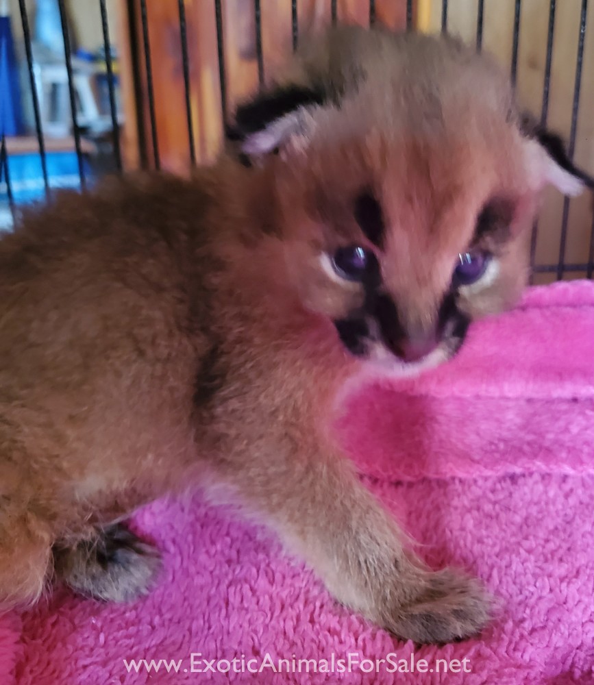 Caracal male and female 3 weeks for Sale