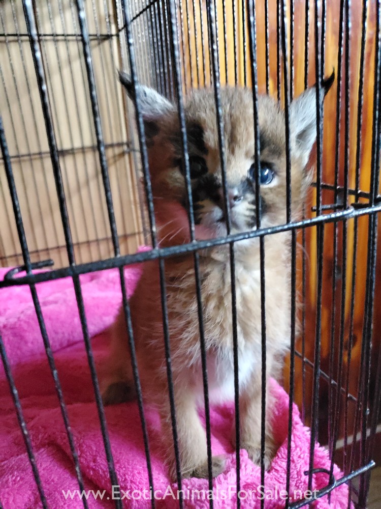 CARACAL male 3weeks for Sale