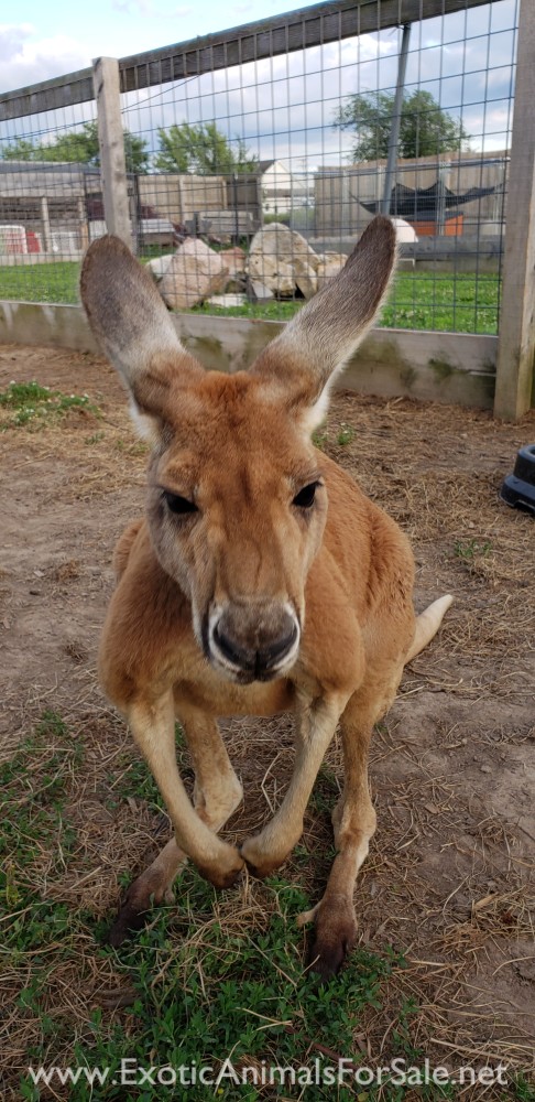 1 male kangaroo for Sale