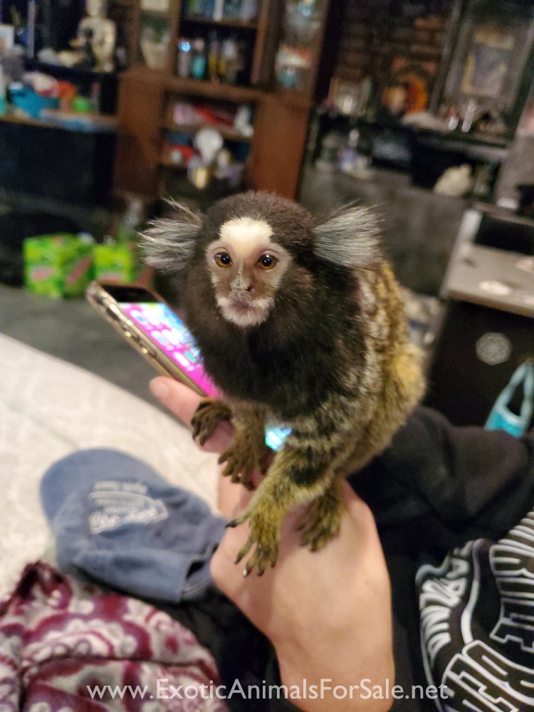 Pair Of Marmosets Breeders For Sale