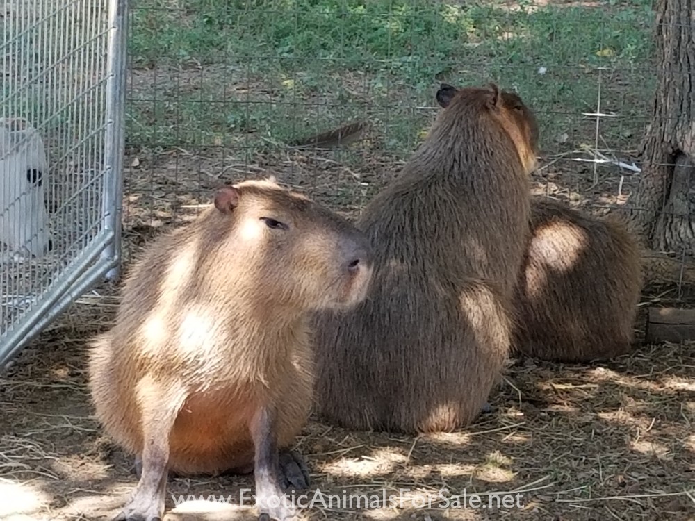Capybara trio for Sale
