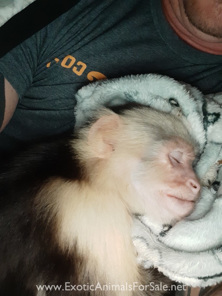 Year old black and white capuchin monkey for Sale