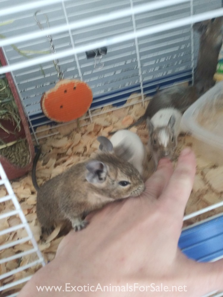 Degu for Sale