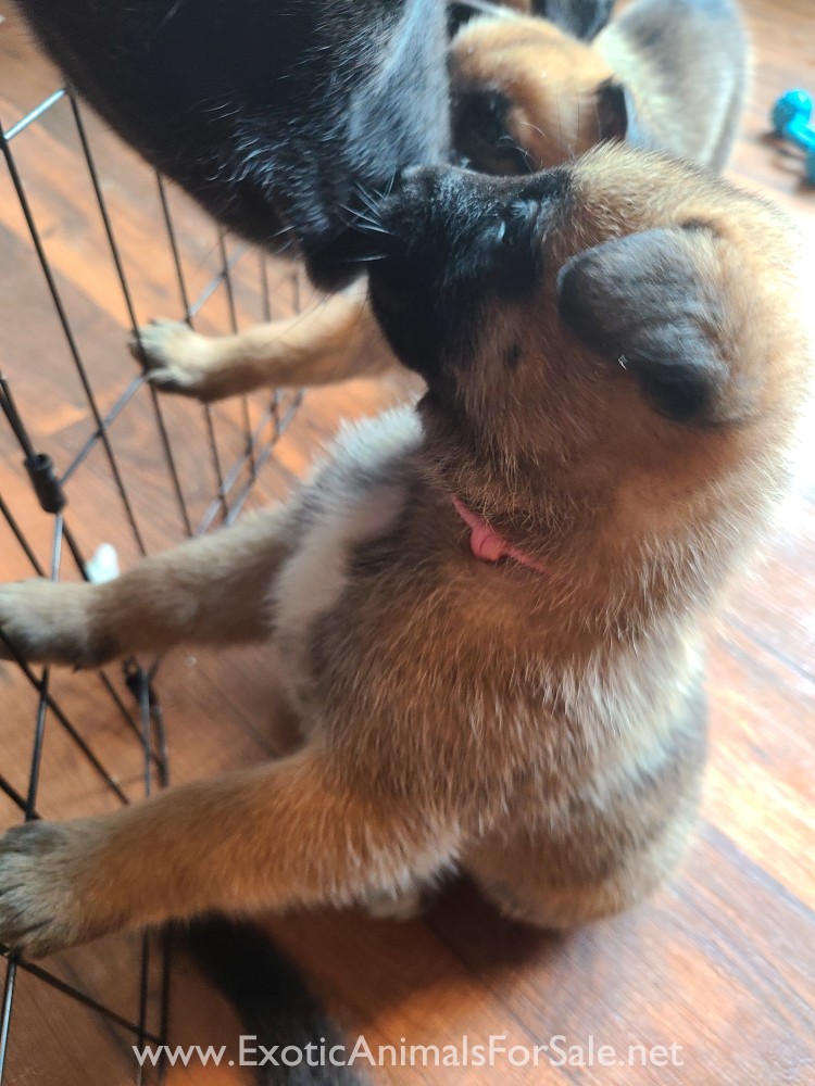 Akita Wolf Belgian Malinois Puppies for Sale