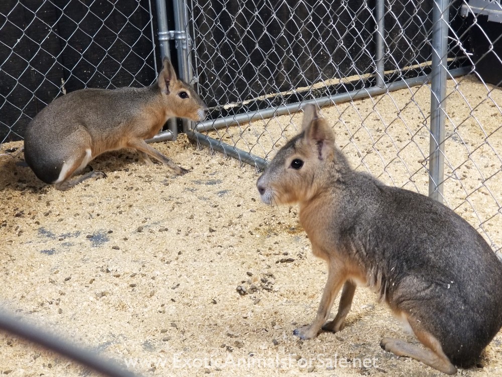 Trio of cavies for Sale