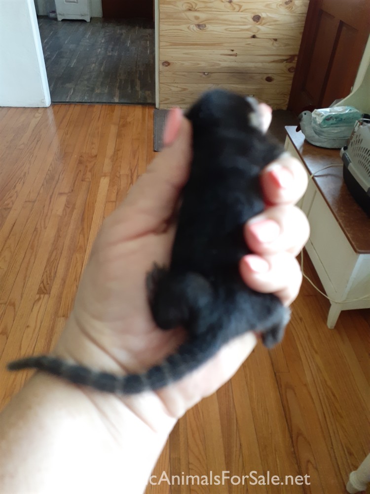 Baby Coatimundi for Sale