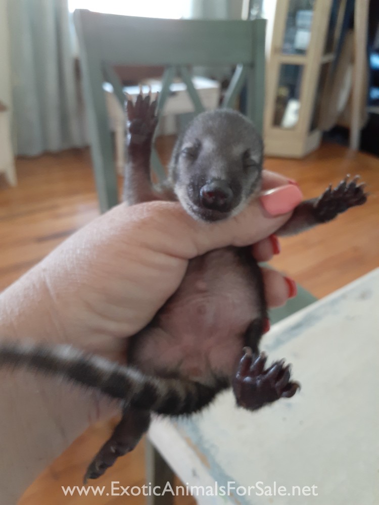 Baby Coatimundi for Sale