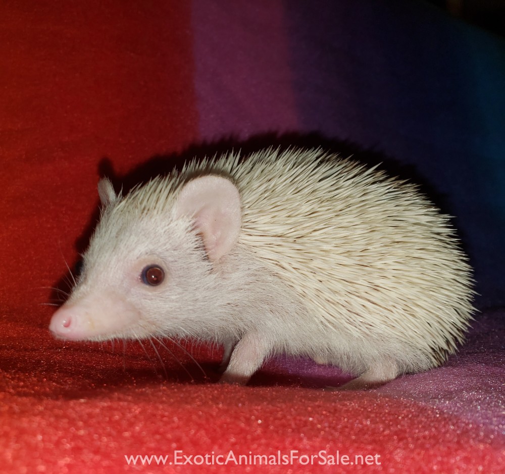 Baby hedgehogs! Oklahoma for Sale