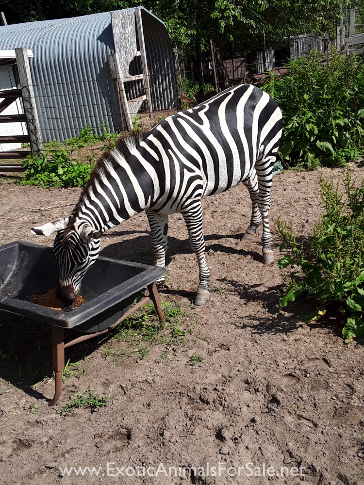 Zebra stud for Sale
