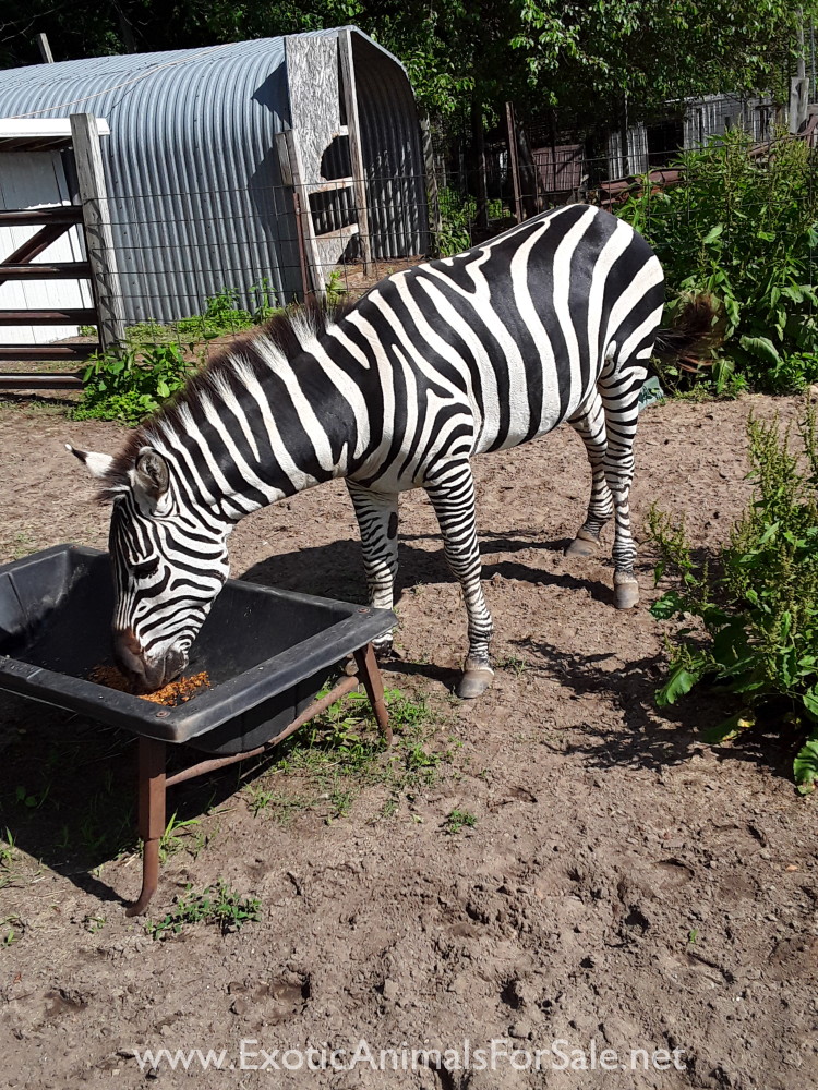 Zebra stud for Sale