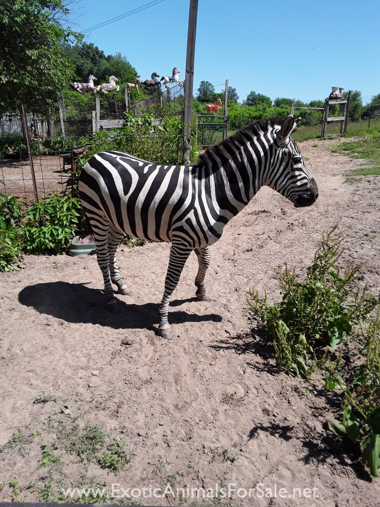 Zebra stud for Sale