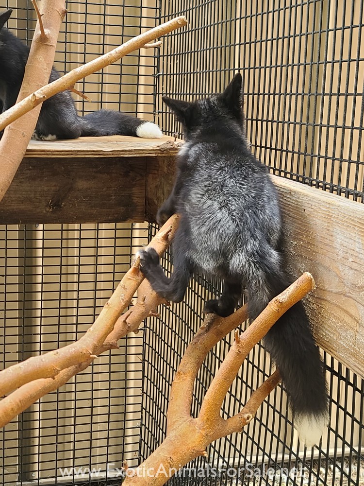 Silver Fox for Sale