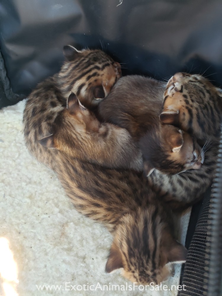 Savannah/ Jungle cat/ Chausie hybrids f3 for Sale