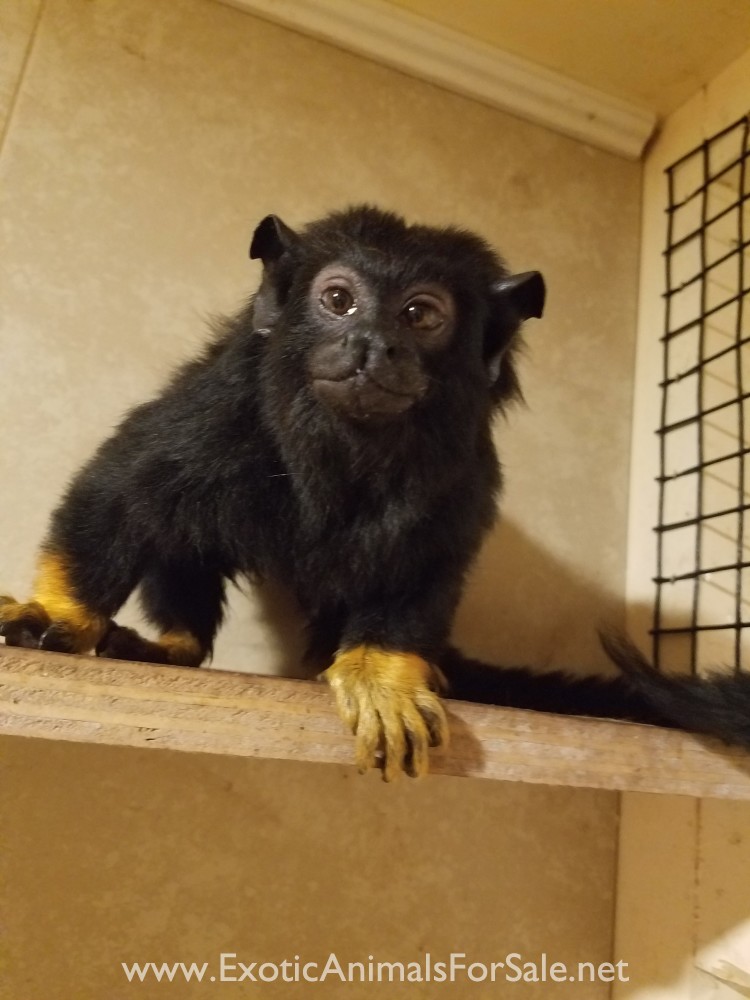 6 yr old Male red handed tamarin for Sale