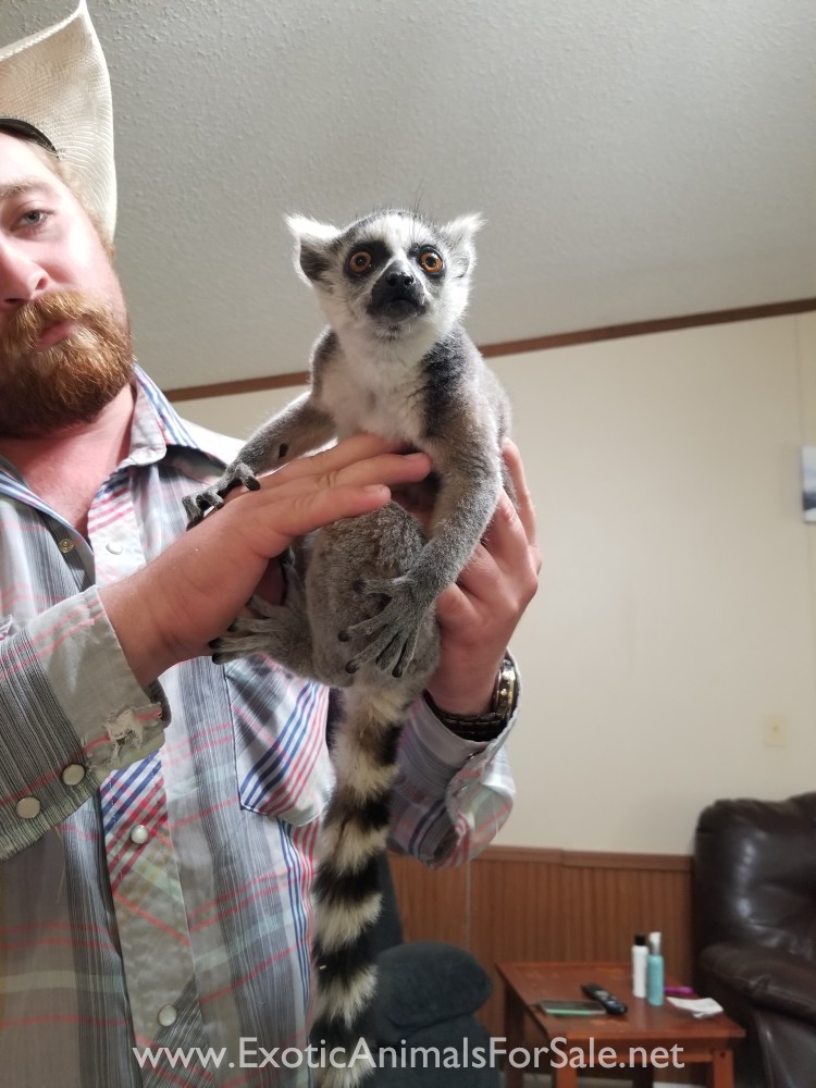 male ring-tailed lemur for Sale